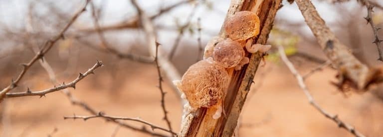 Alland & Robert : international leading expert on natural exudates