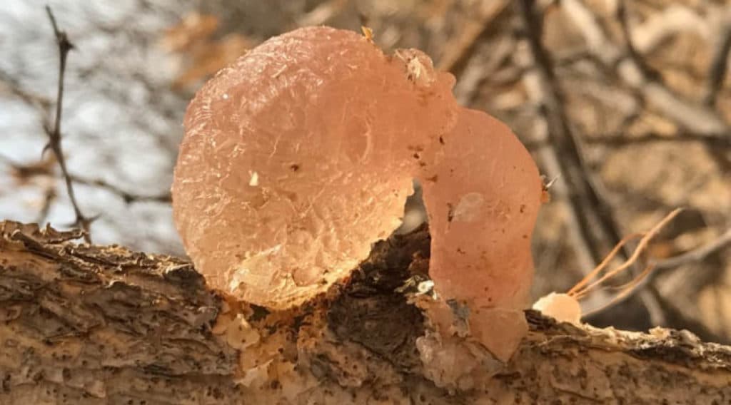 The American Food & Drug Administration has recognized the dietary ...