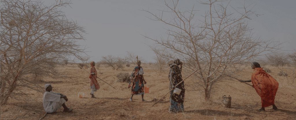 Alland & Robert obtains first ever fair trade certification for acacia ...