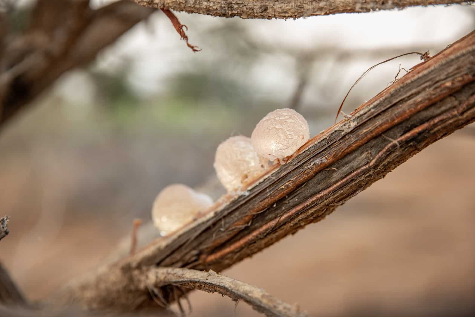 Acacia gum in Africa - Alland & Robert
